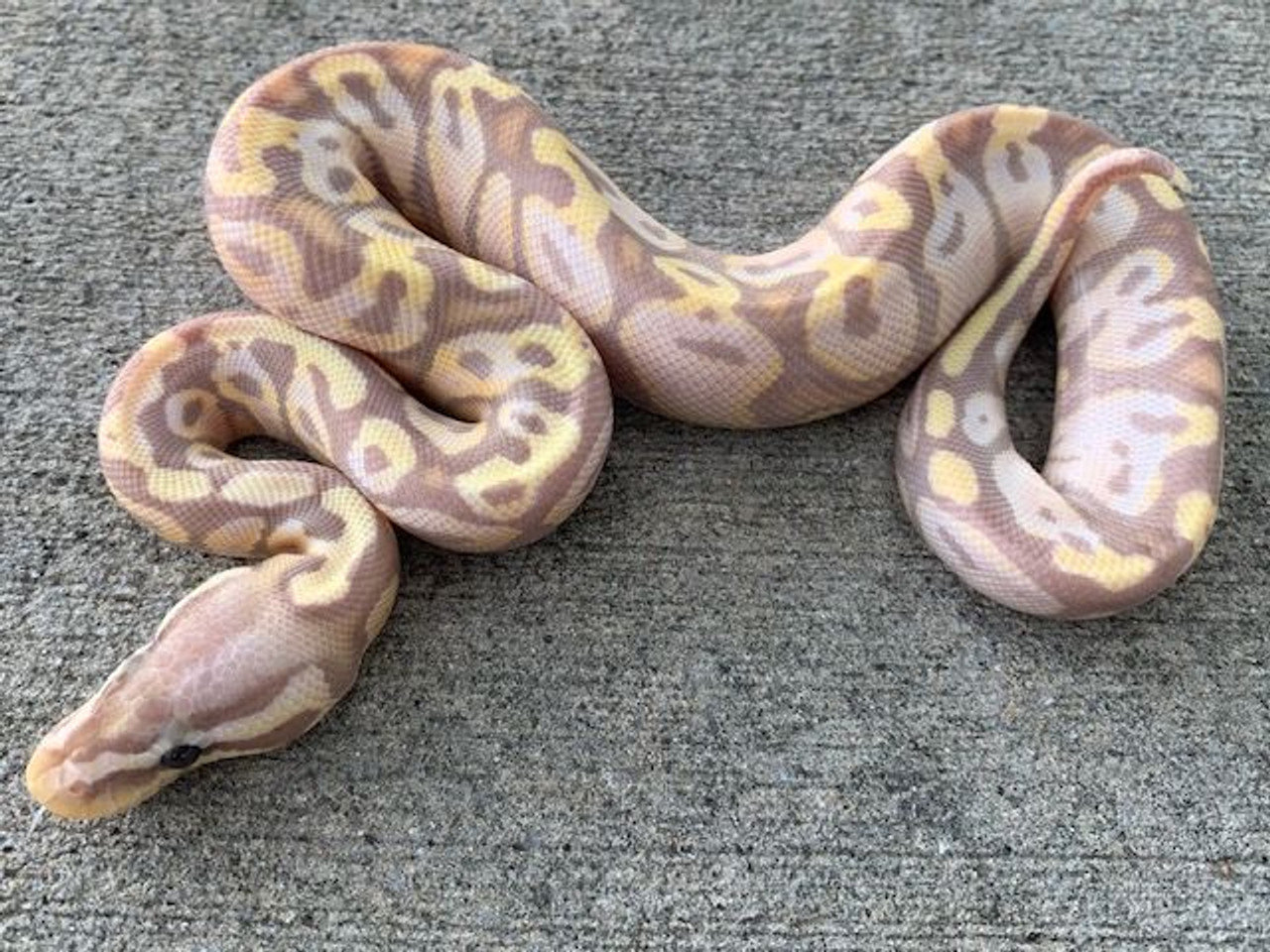 Pastel Coral Glow Ball Python for sale | Snakes at Sunset