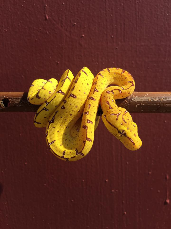 Green Tree Python for Sale