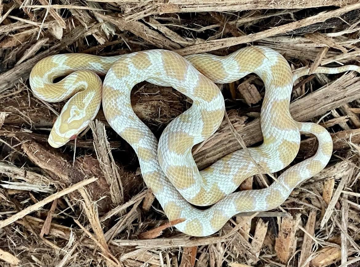 Butter Corn Snakes for sale | Snakes at Sunset