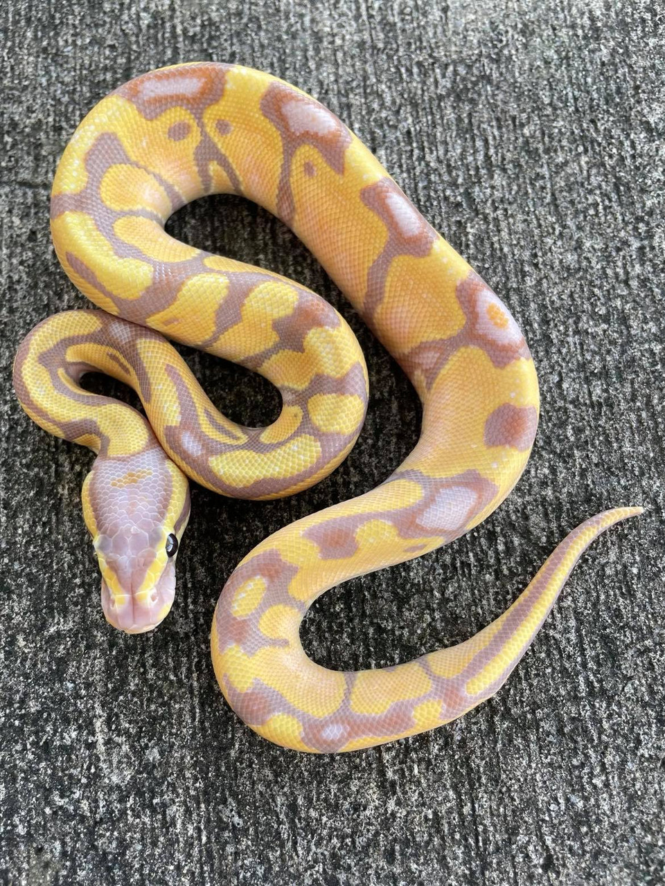 Coral Glow Enchi Ball Pythons for sale | Snakes at Sunset