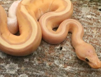 Genetic Stripe Ball Pythons for sale | Snakes at Sunset