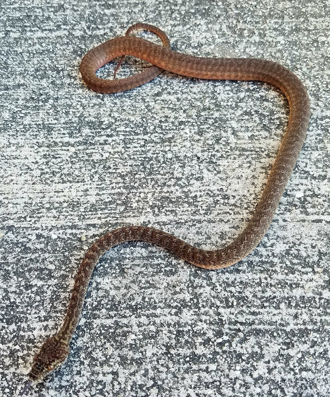 Granite Carpet Pythons for sale | Snakes at Sunset