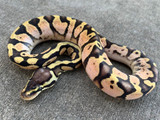 Calico Ball Pythons for sale | Snakes at Sunset