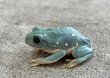 Tree Frogs For Sale