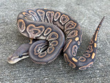 Black Eye Leucistic Ball Python for sale | Snakes at Sunset