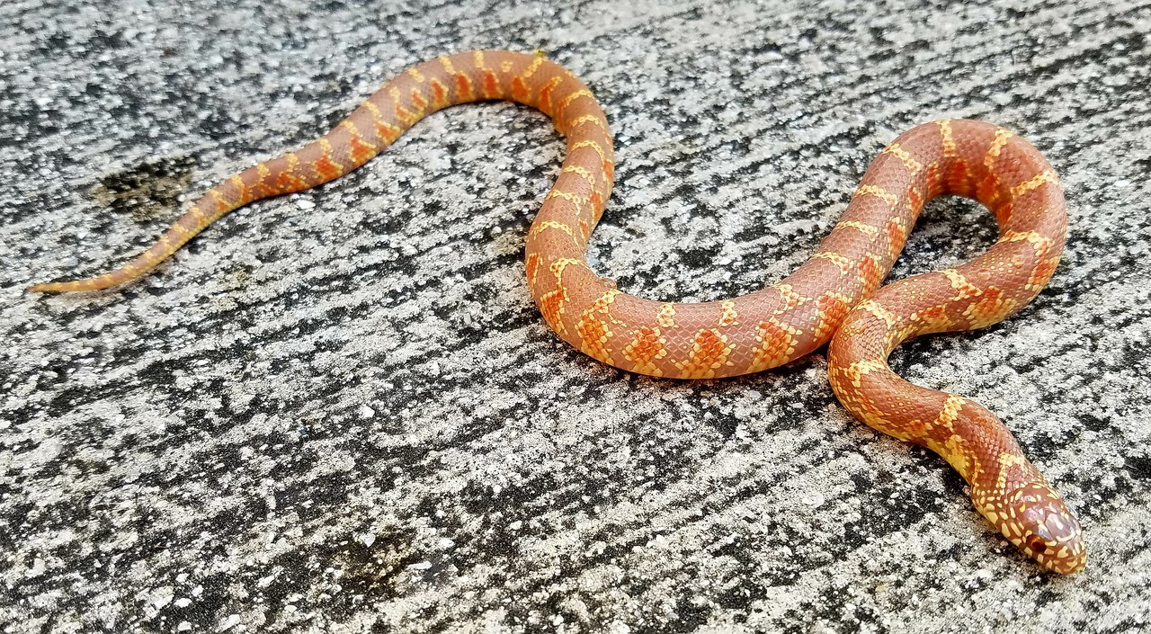 Peanut Butter Florida King Snake for sale | Snakes at Sunset