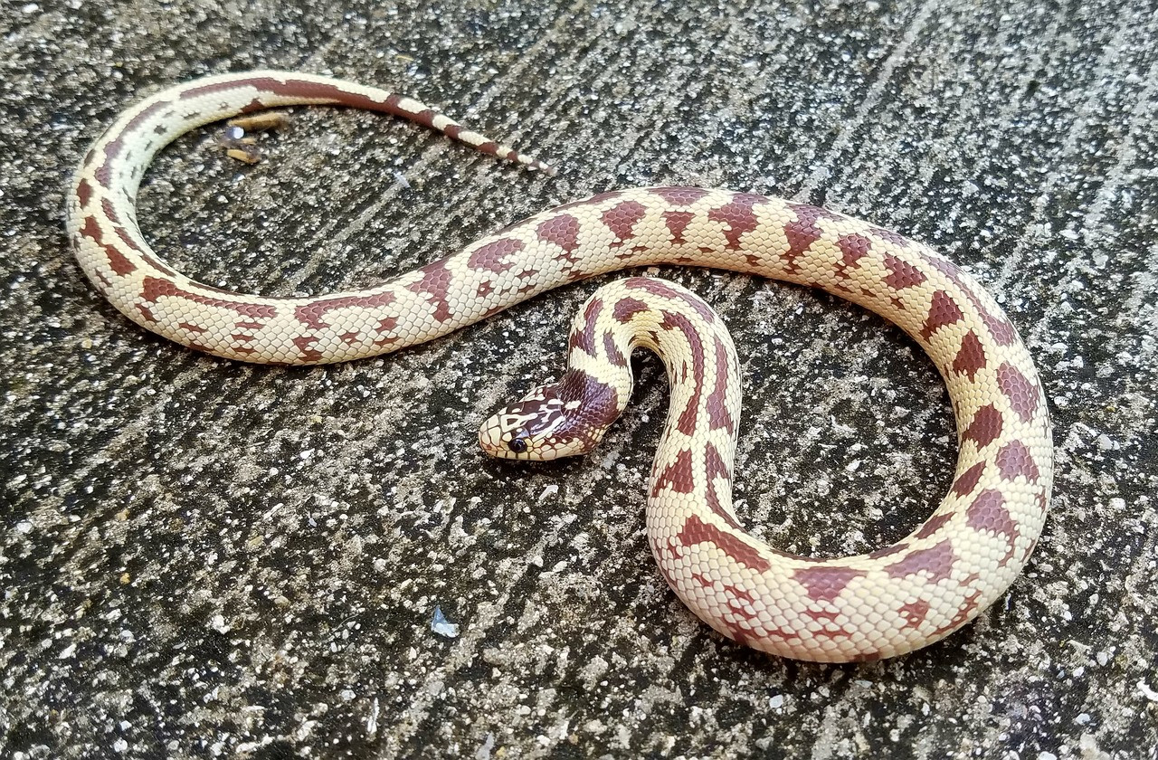 Banana California King Snake for sale | Snakes at Sunset