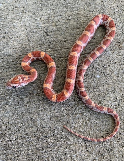 Strawberry Sunkissed Corn Snakes for sale | Snakes at Sunset