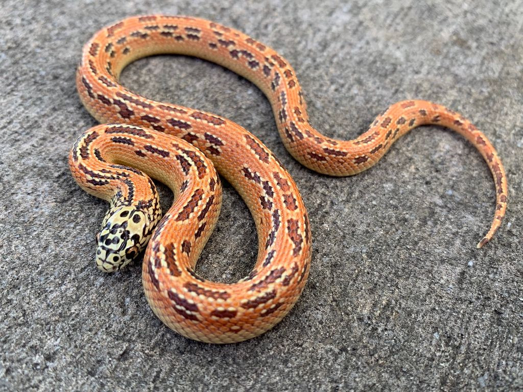 Ultra Mosaic Florida King Snake for sale | Snakes at Sunset