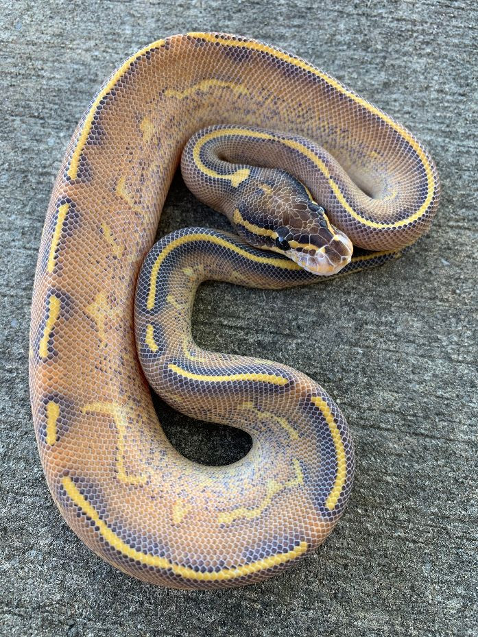 Highway Ball Pythons for sale | Snakes at Sunset