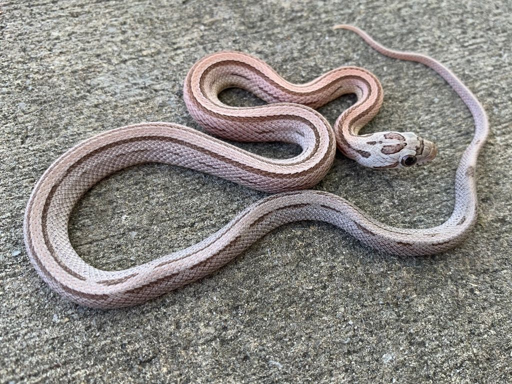 Striped Corn Snake for sale