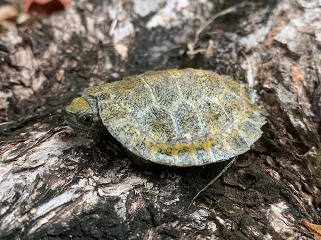 Japanese Pond Turtles for sale | Snakes at Sunset