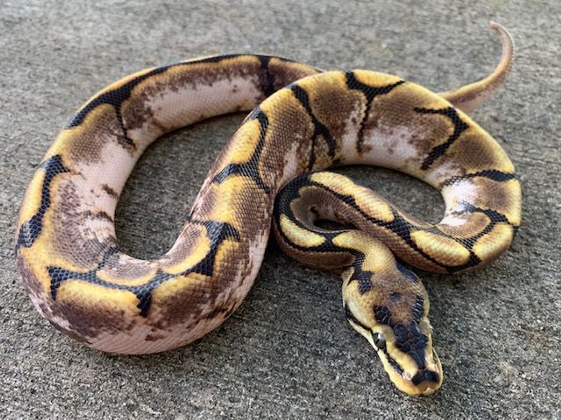 Calico Spider Ball Pythons for sale | Snakes at Sunset