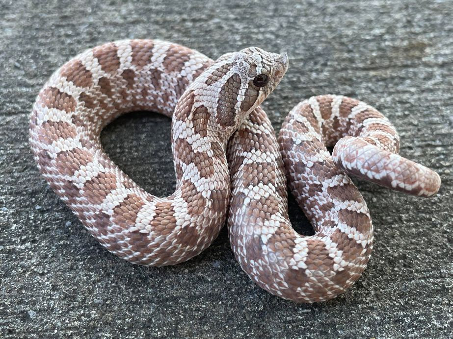 Lavendar Western Hognose Snake for sale | Snakes at Sunset
