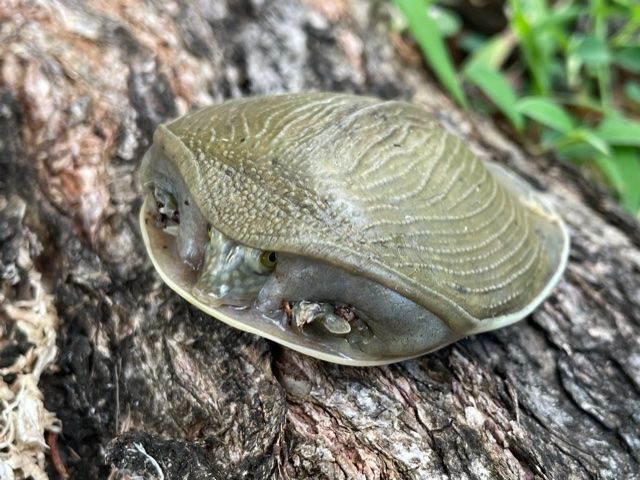 Senegal Flap Shell Turtles for sale | Snakes at Sunset