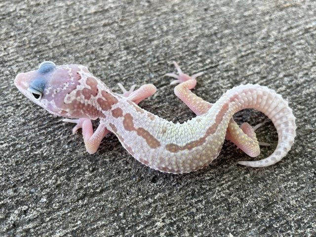 Mack Snow Leopard Gecko for Sale at Snakes at Sunset