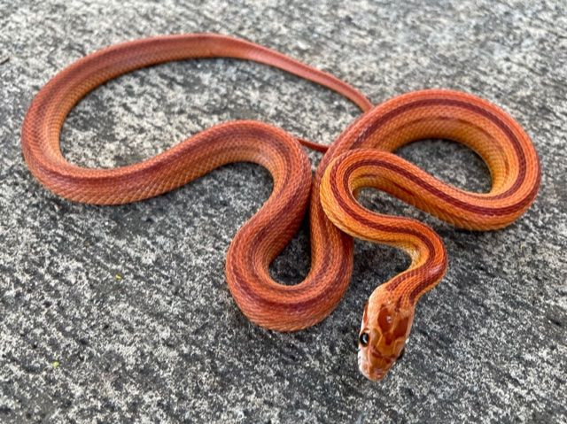Hypo Corn Snake for sale | Snakes at Sunset