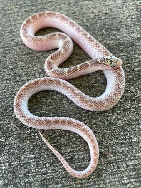 Hypo Brooks King Snakes for sale | Snakes at Sunset