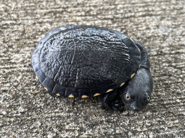 Pink Belly Side Neck Turtle for sale | Snakes at Sunset