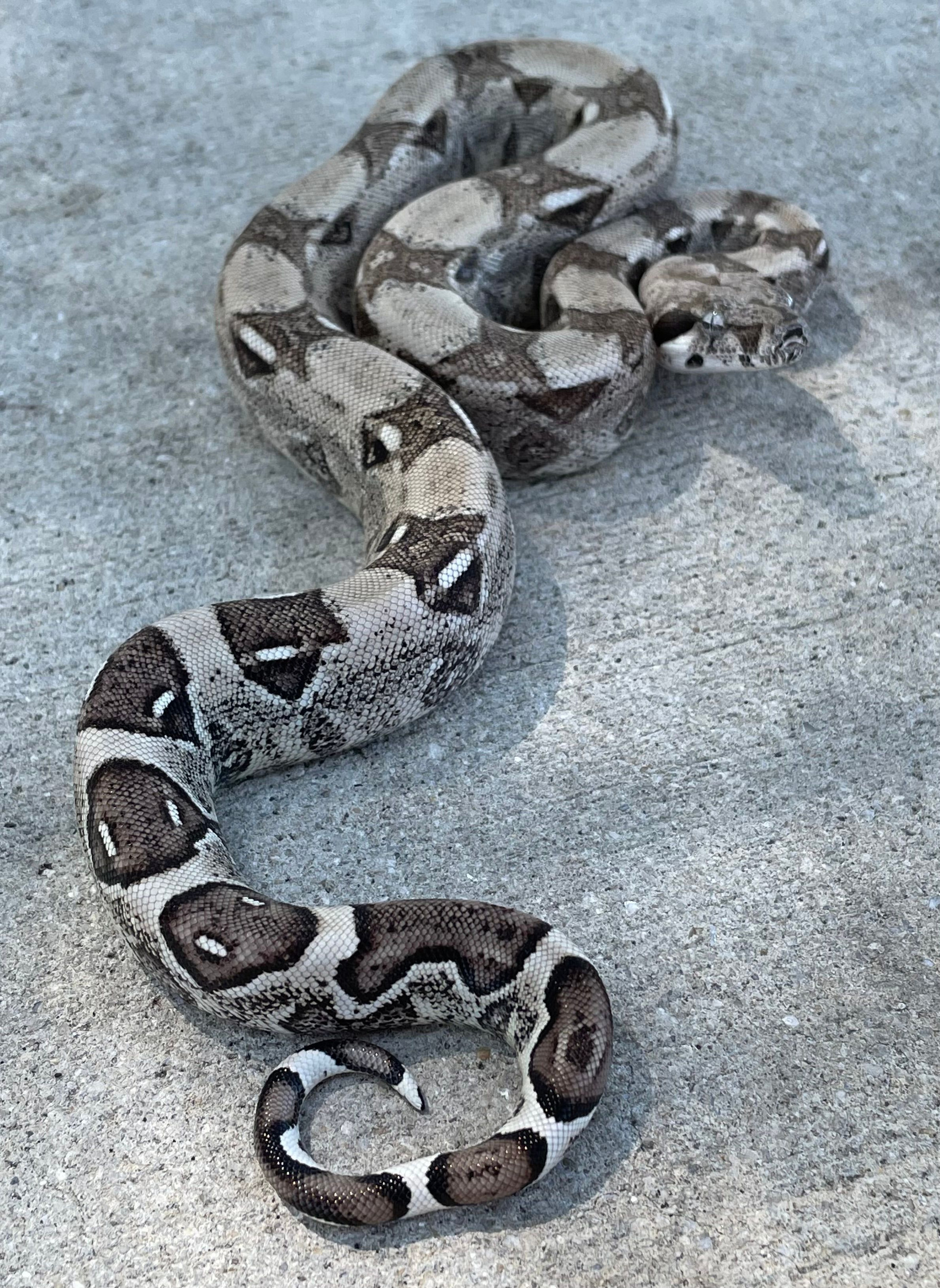 Anerythristic Colombian Red Tail Boas for sale | Snakes at Sunset