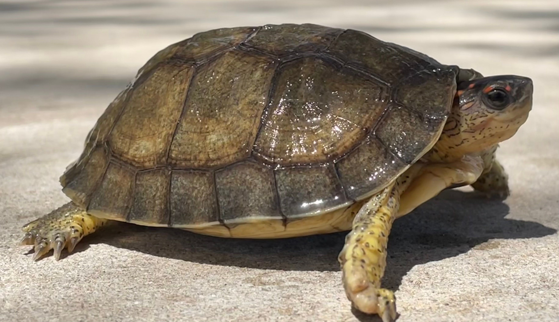 Baby Three Toed Box Turtles for sale | Snakes at Sunset