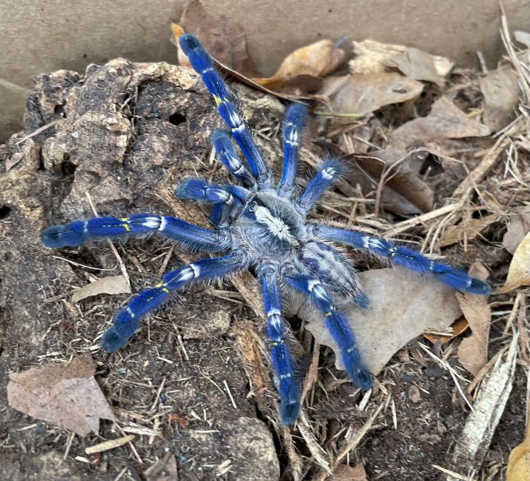 Gooty Sapphire Ornamental Tarantula for sale (Poecilotheria metallica ...
