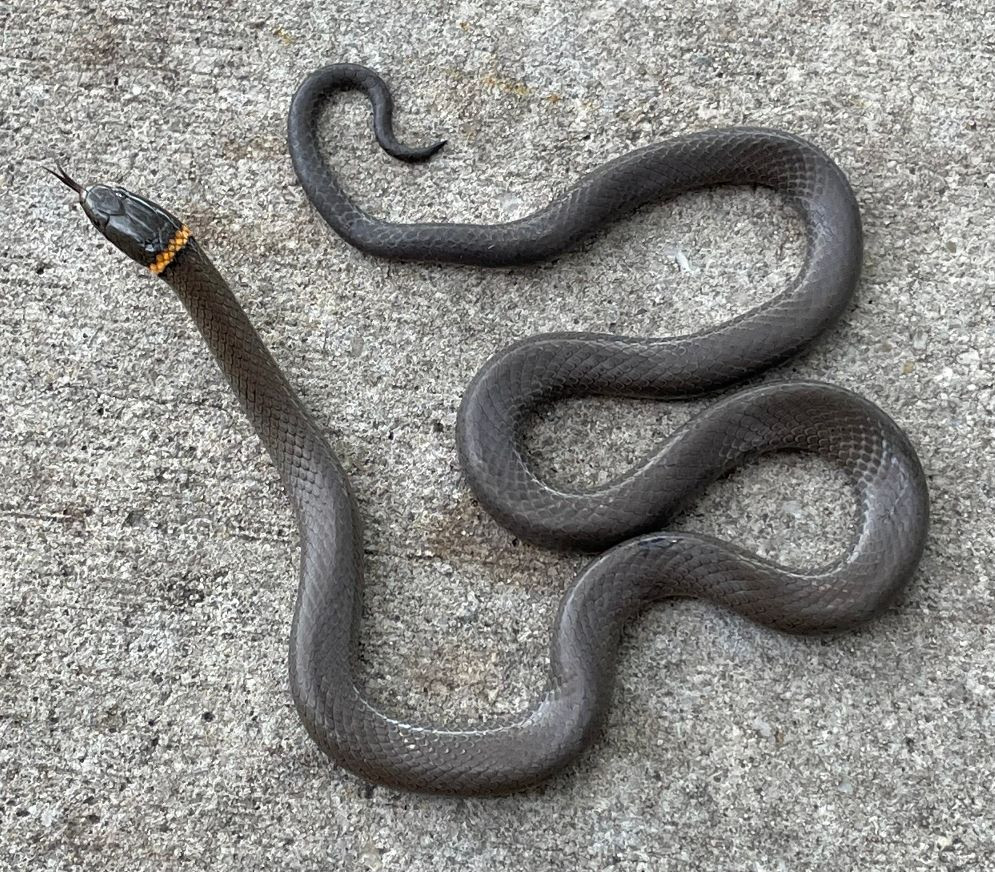 Snakes For Sale | View our Snakes | Snakes at Sunset