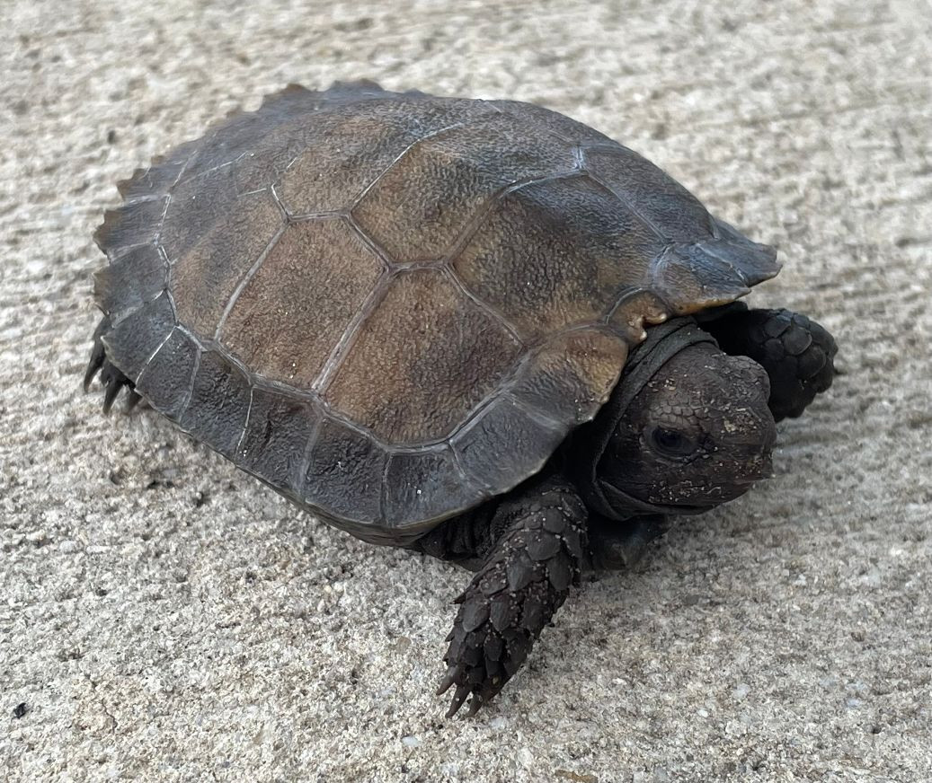 Tortoises For Sale