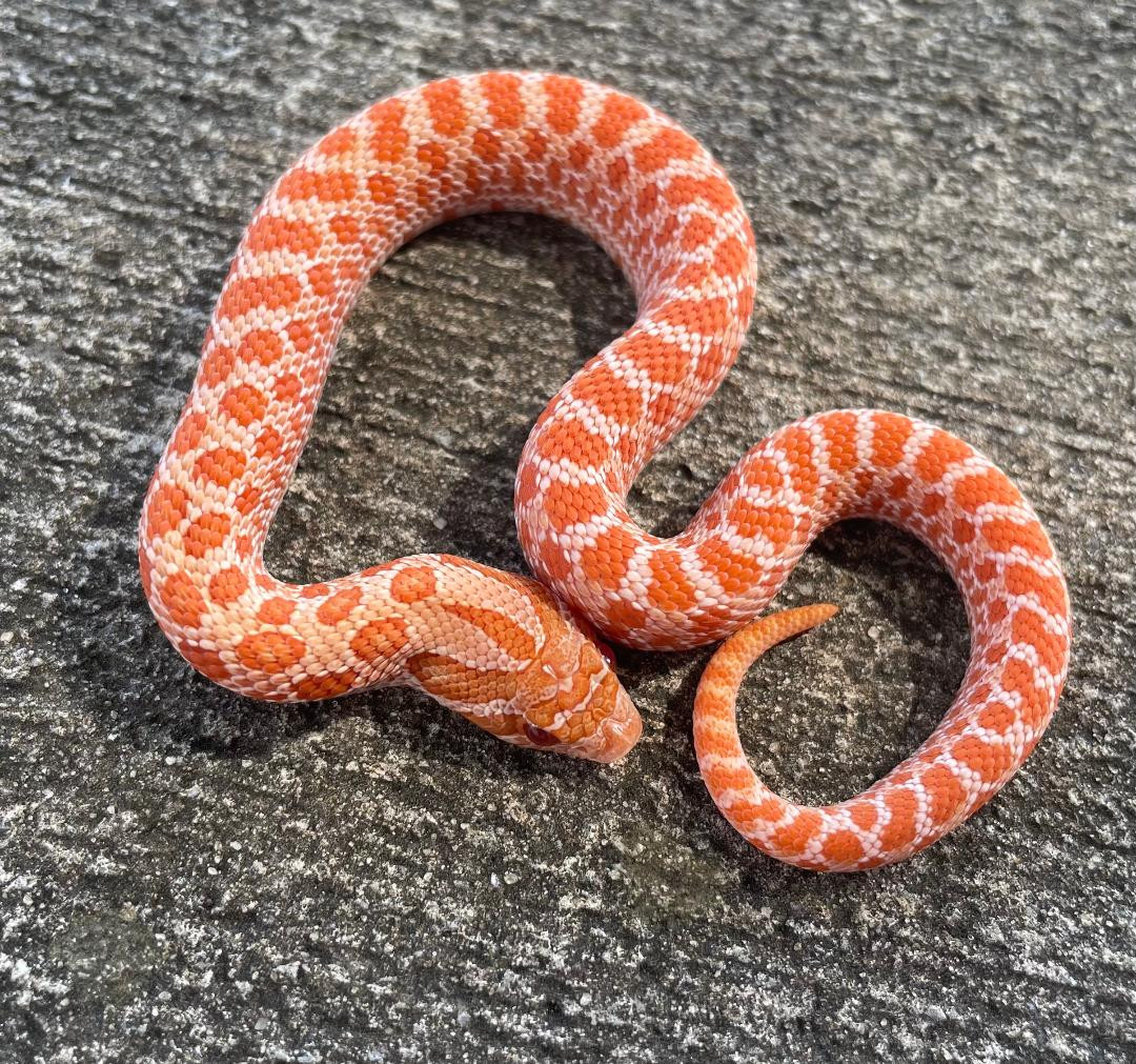 PPA Western Hognose Snake for sale | Snakes at Sunset