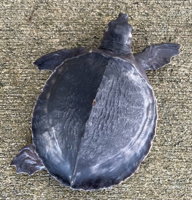 Fly River Turtle for Sale | Snakes at Sunset
