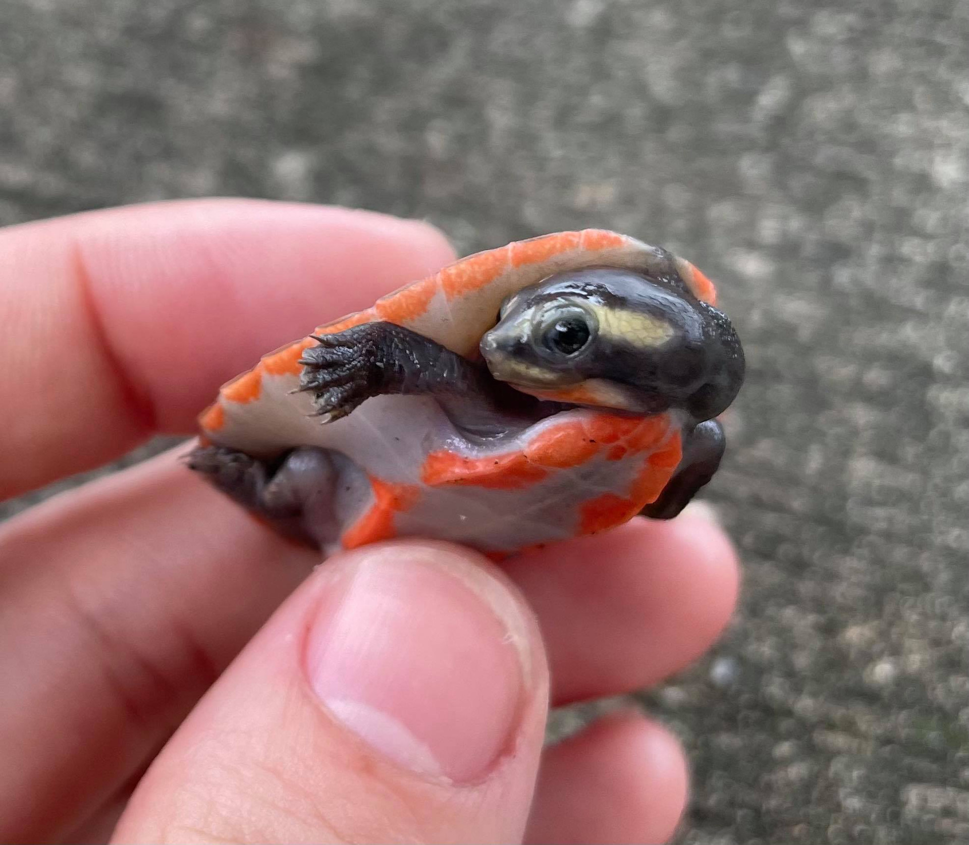 Pink Belly Side Neck Turtle for sale | Snakes at Sunset