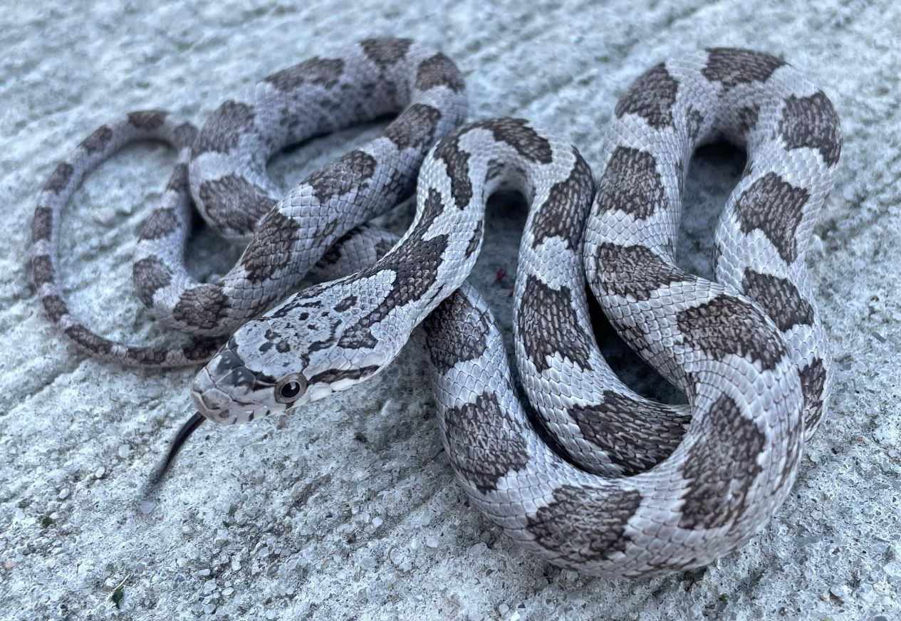 White Oak Grey Ratsnake for Sale