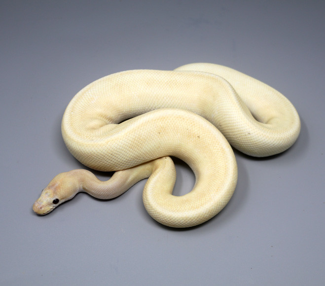 Select Ball Pythons for sale | Snakes at Sunset