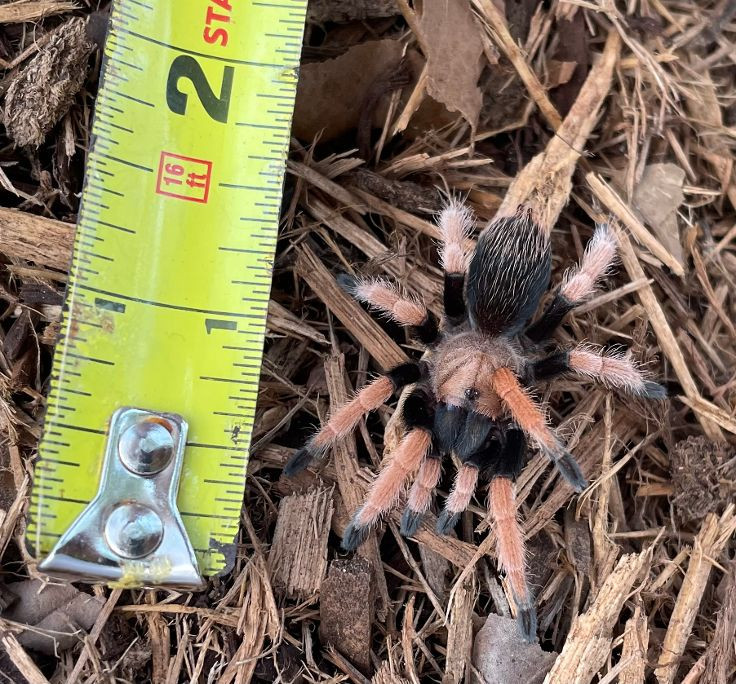 Mexican Blood Leg Tarantula for sale | Snakes at Sunset