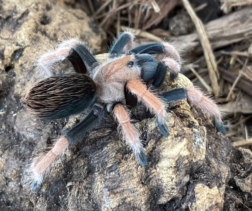 Mexican Blood Leg Tarantula for sale | Snakes at Sunset