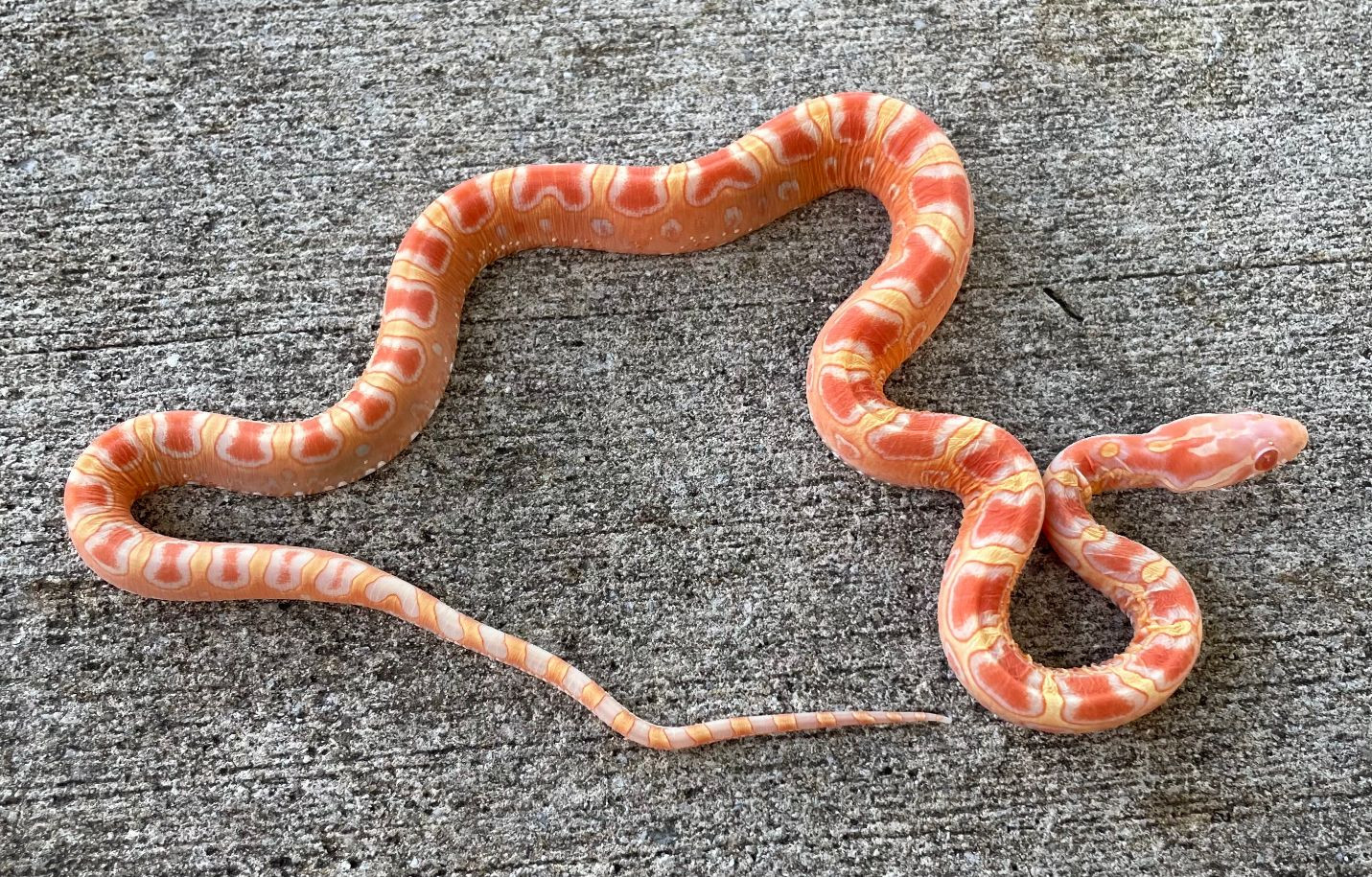 Anery Scaleless Corn Snakes for sale | Snakes at Sunset