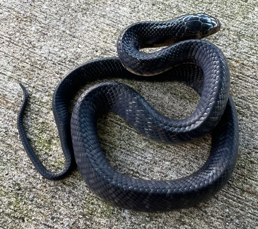 Texas Indigo Snakes for sale | Snake at Sunset