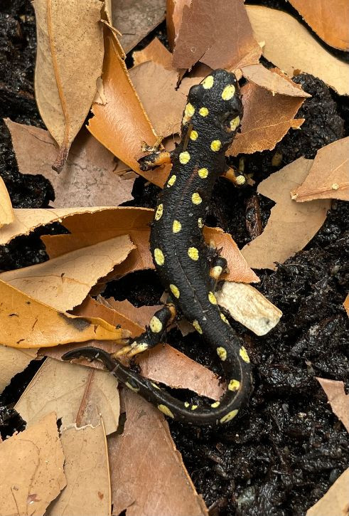 Yellow Spotted Newts for sale | Snakes at Sunset