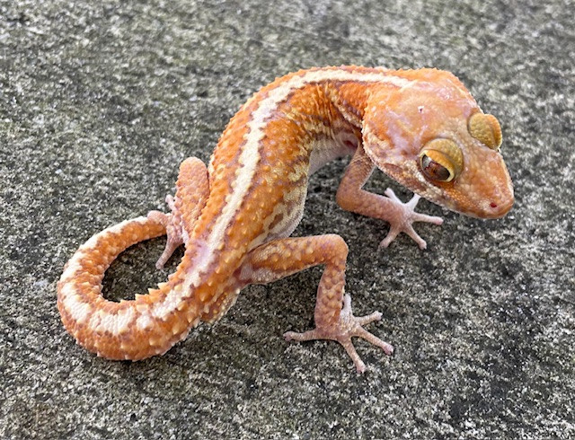 Lizards for Sale | Captive Bred Lizards Online