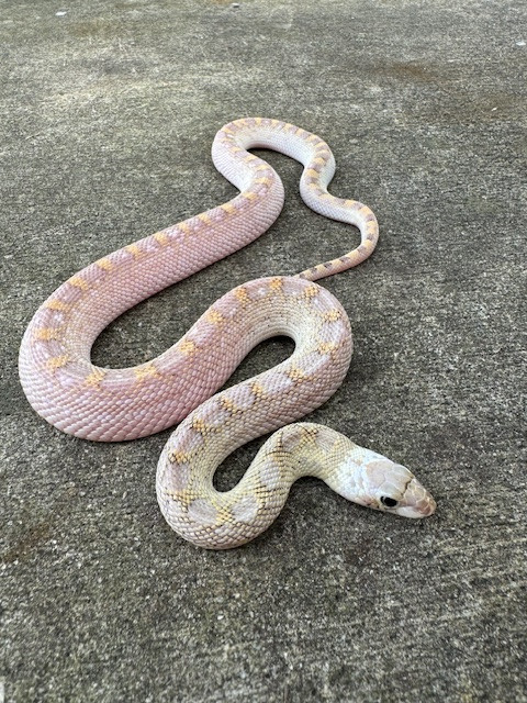 Snakes for Sale | Captive Bred Snakes Online | Snakes at Sunset