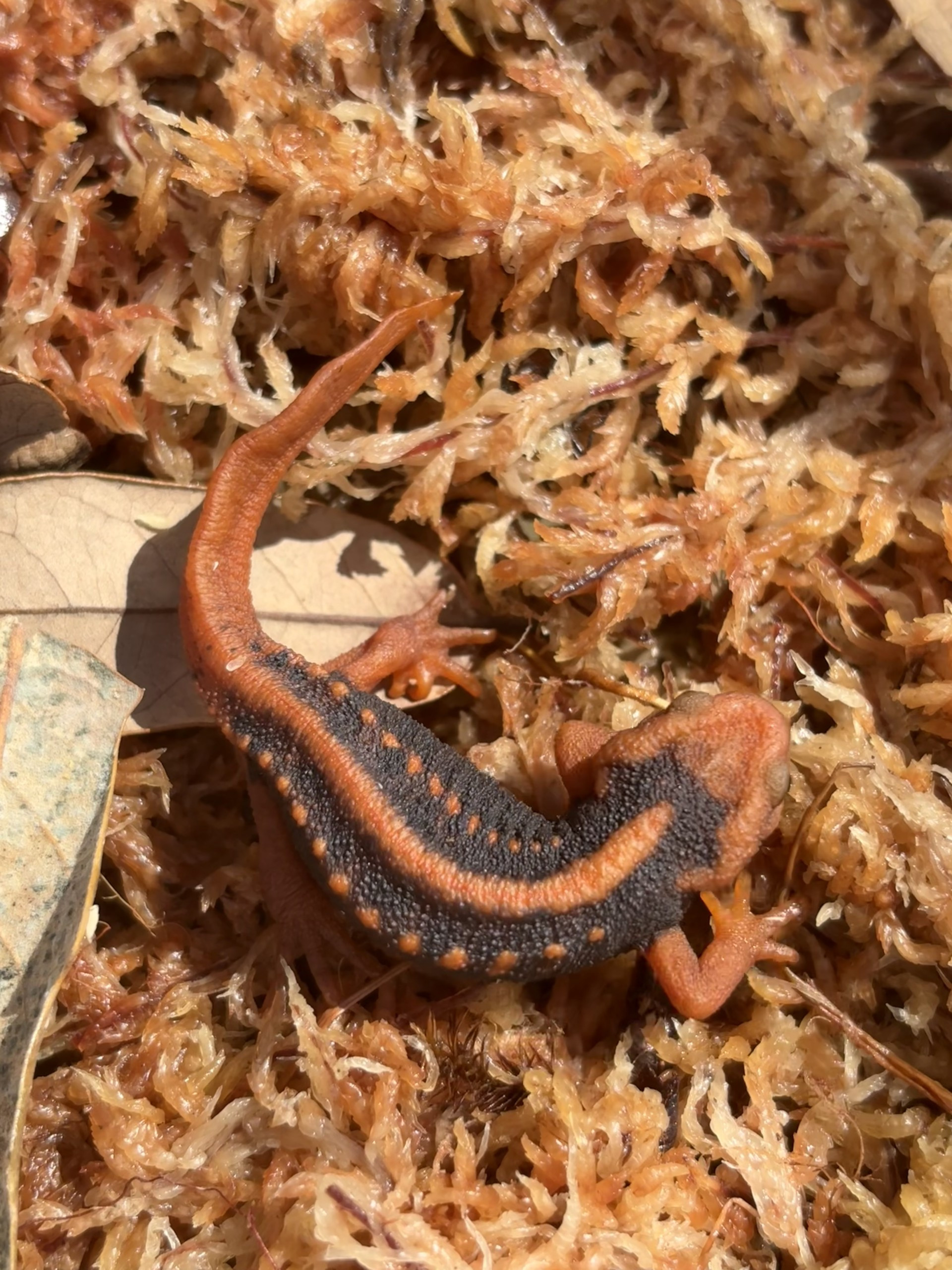 Marbled Newt (Triturus marmoratus) for sale | Snakes at Sunset