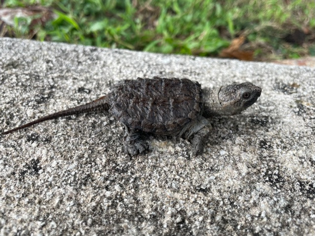 Red Ear Sliders for sale