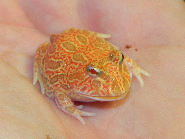 Strawberry Pacman for Sale