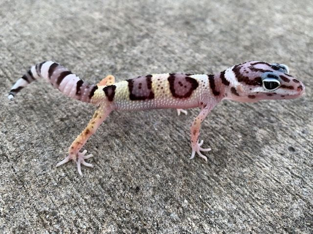 Mack Snow Leopard Gecko for Sale at Snakes at Sunset