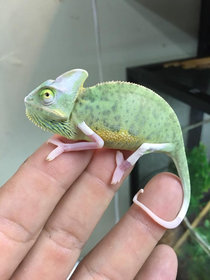 Jacksons Chameleons for sale | Snakes at Sunset