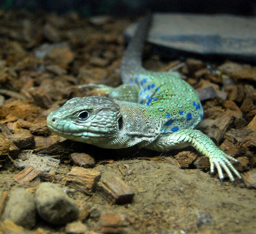 Jewel Lacertas for sale