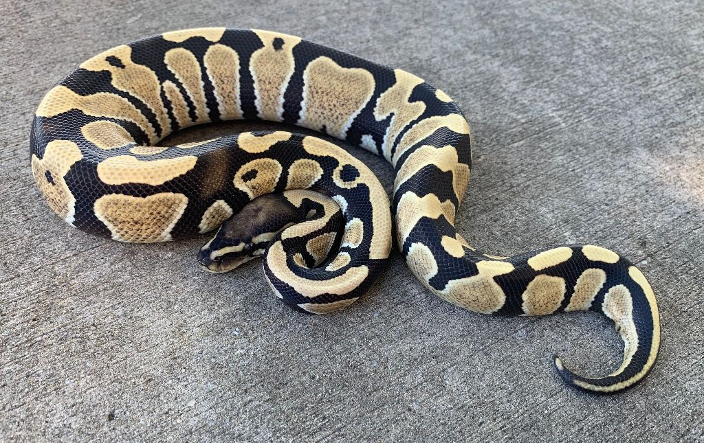 Orange Ghost Ball Python for sale