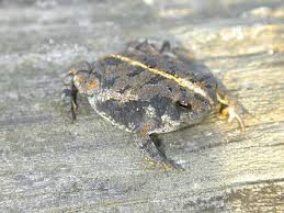 Toads for sale