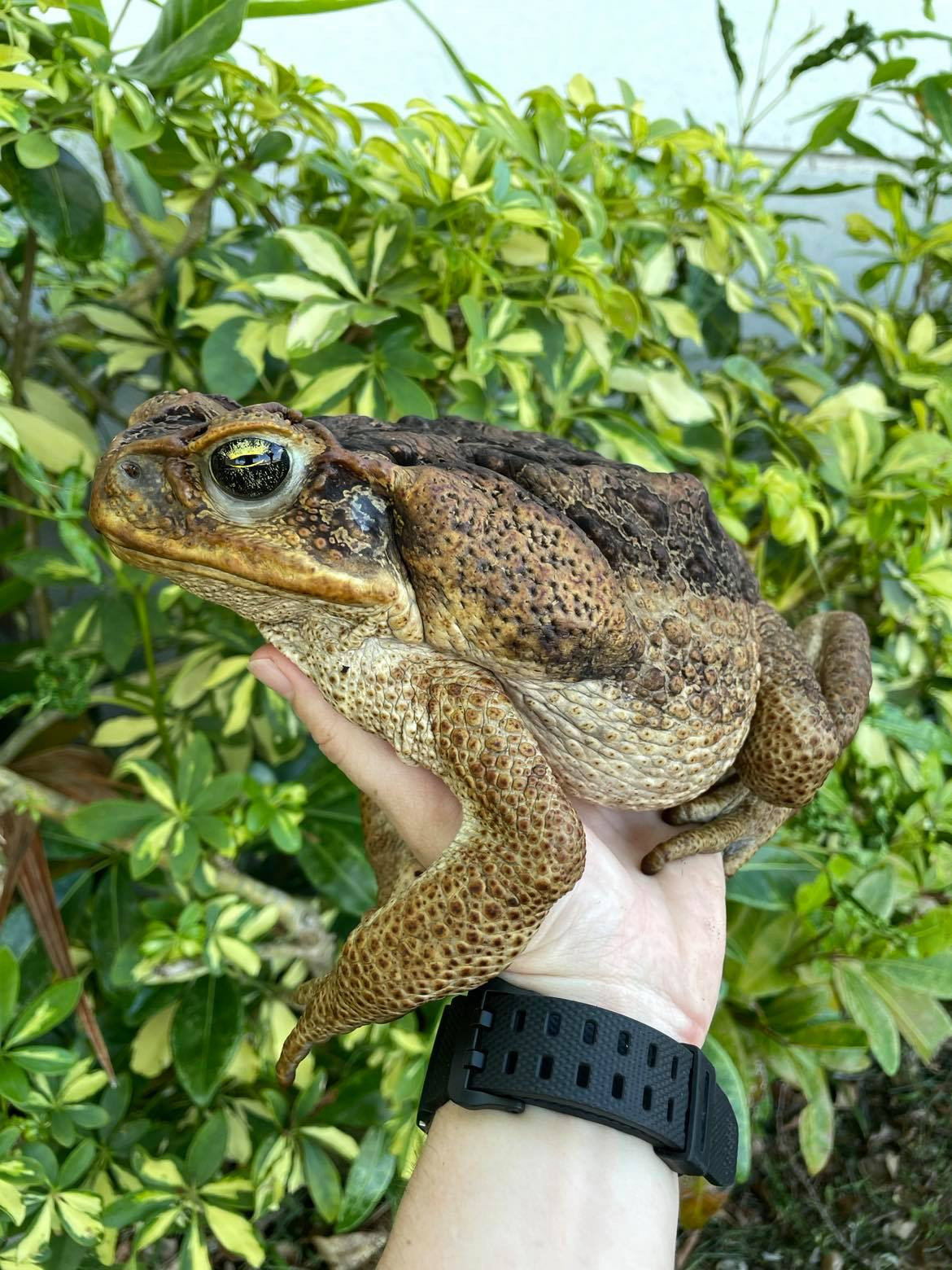 Giant Suriname Marine Toad for sale | Snakes at Sunset