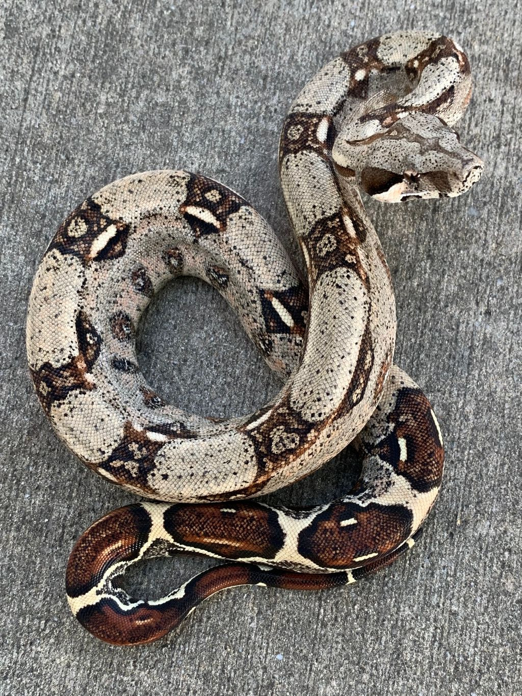 Colombian Red Tail Boas for sale | Snakes at Sunset